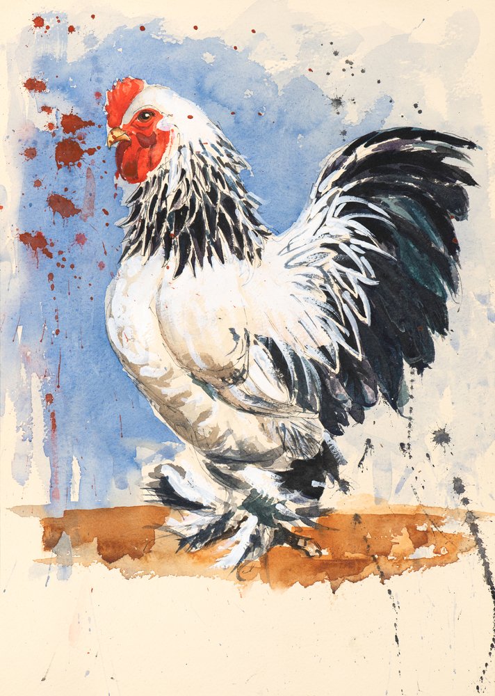 Brahma Bantam Hahn von Alison Cooper: Kunstdruck kaufen