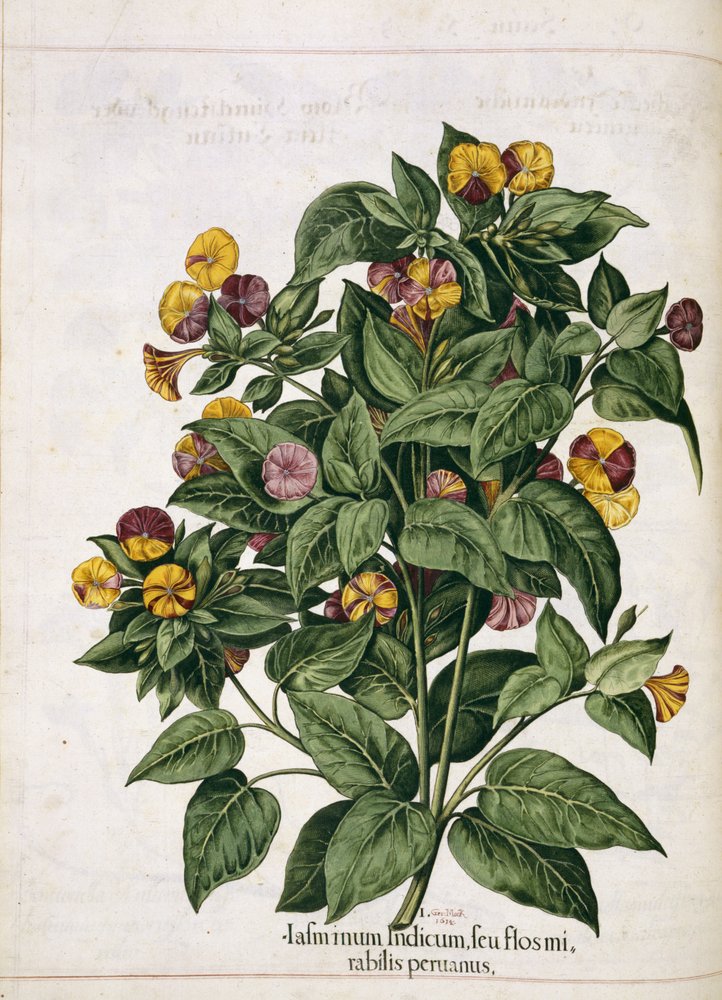 Jasmin, aus 'Hortus Eystettensis' von Basilius Besler
