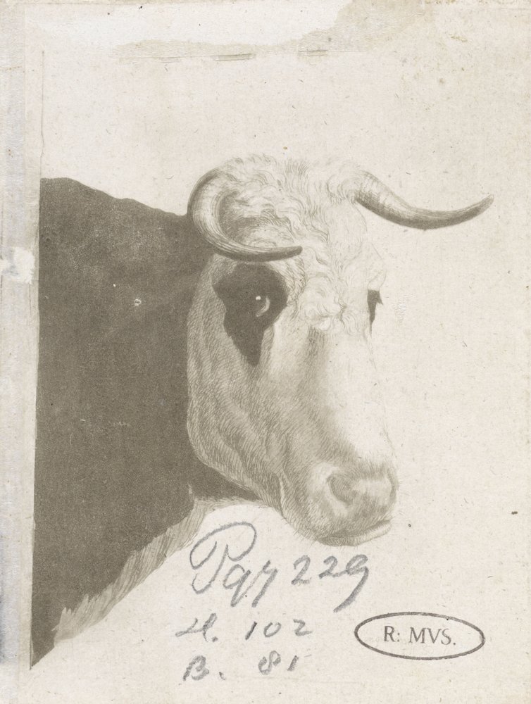 Koekop von Diederik Jan Singendonck: Kunstdruck kaufen