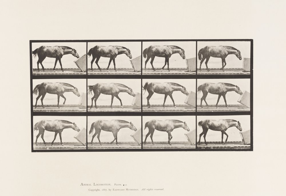 Tafel 657. Eine Kiste rollend; Pony, Lotta