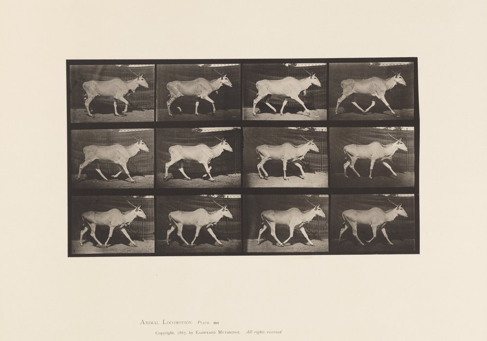 Tafel 696. Elenantilope, Trabend von Eadweard Muybridge