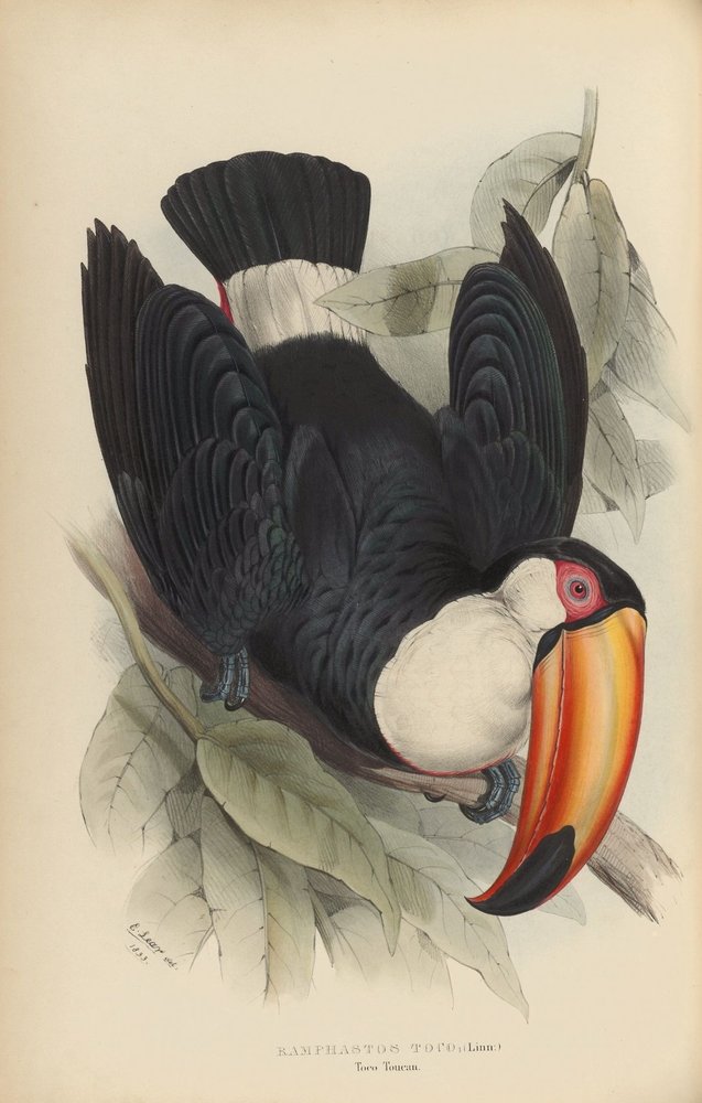 Ramphastos toco von Edward Lear: hochwertiger Kunstdruck