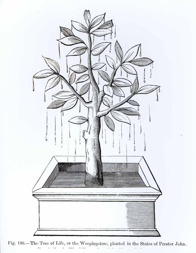 Der Baum des Lebens oder der Weidenbaum, gepflanzt in den Staaten von ...