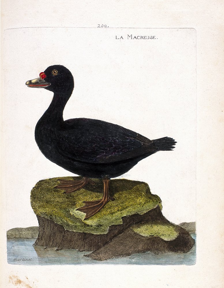 Zoologische Tafel (Ornithologie): Die Trauerente (Melanitta nigra ...