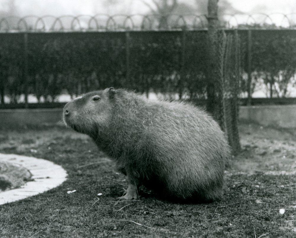 Ein Capybara in seinem Gehege im Londoner Zoo im August 1927