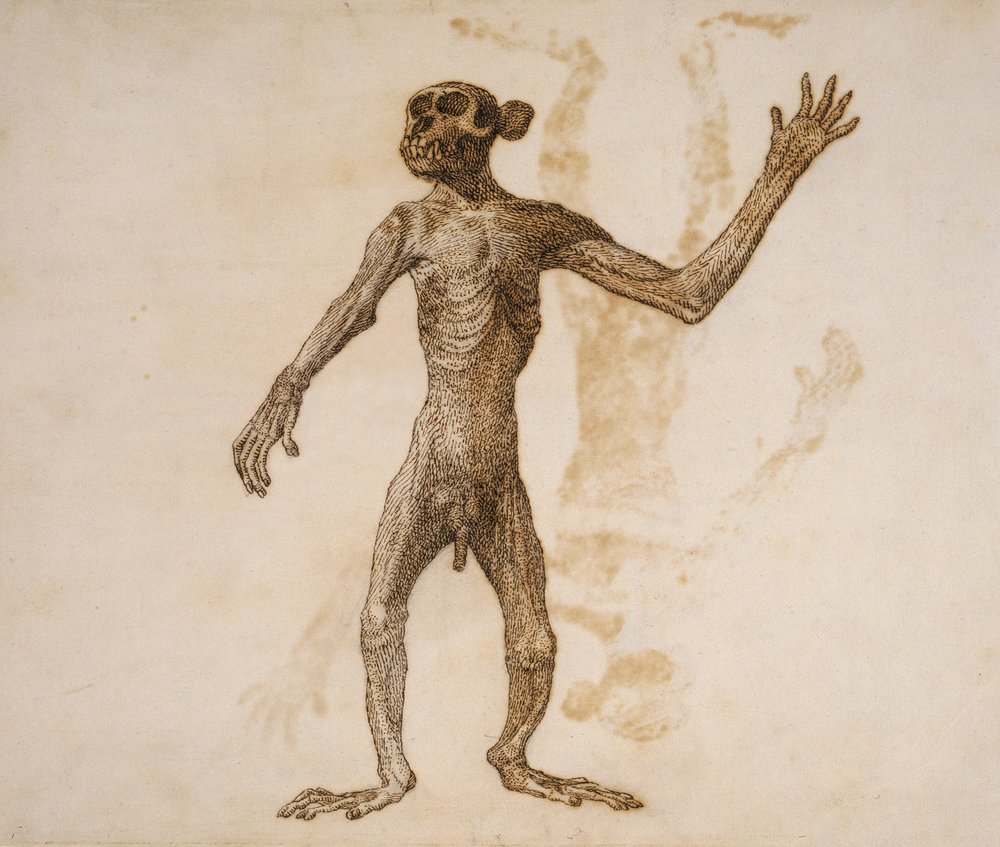 Affe stehend, vordere Ansicht von George Stubbs: Kunstdruck
