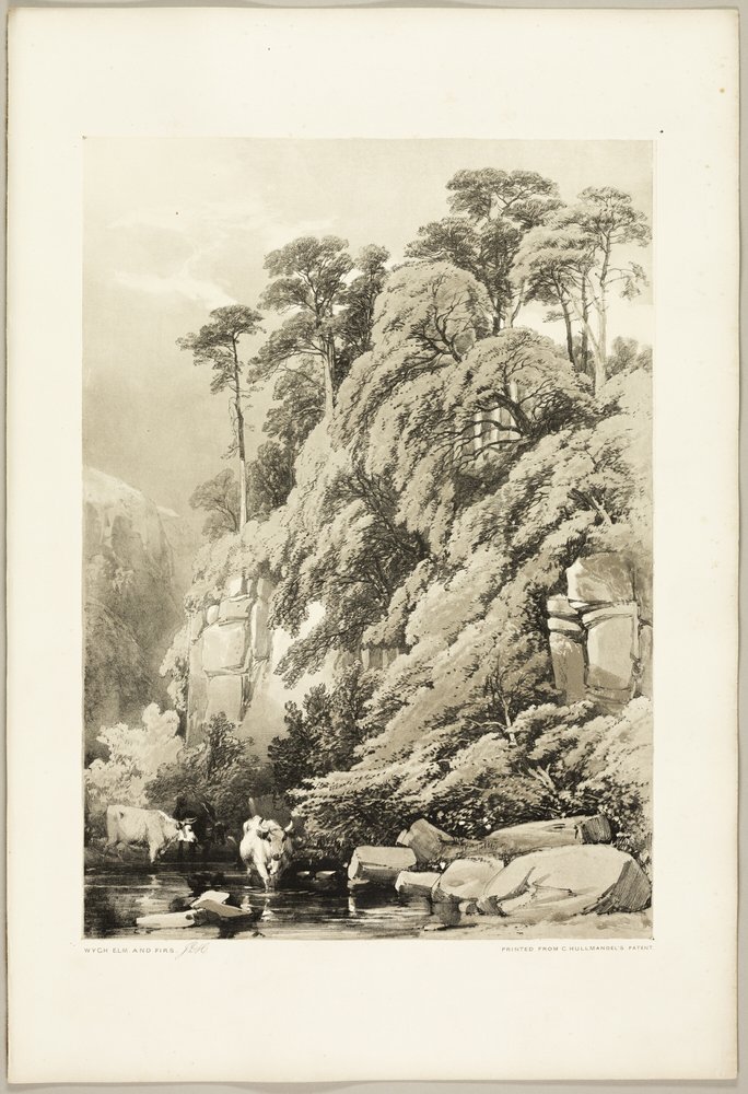 Ulme und Tannen, aus Der Park und der Wald