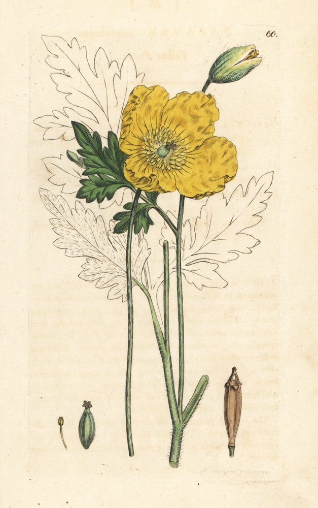 Gelber oder Walisischer Mohn, Papaver cambricum (Gelber Mohn ...