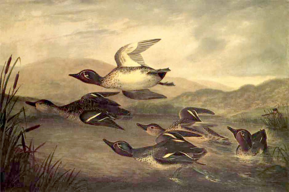 Wildenten steigen auf, 1840 von John Woodhouse Audubon