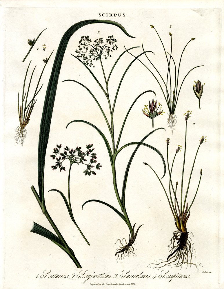 Scirpus-Arten von John Pass: hochwertiger Kunstdruck