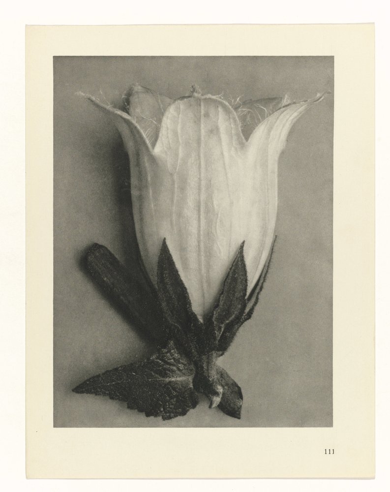 Pflanzenstudien (Urformen der Kunst: photographische Pflanzenbilder)