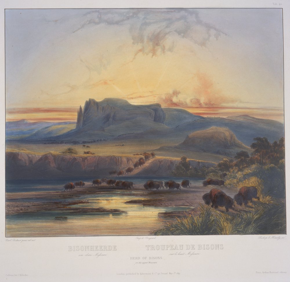 Bisonherde am oberen Missouri von Karl Bodmer: Kunstdruck
