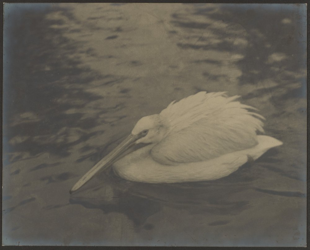 [Reiher] von Louis Fleckenstein: hochwertiger Kunstdruck