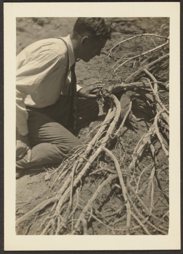 [Mann mit Wurzeln] von Louis Fleckenstein: Kunstdruck