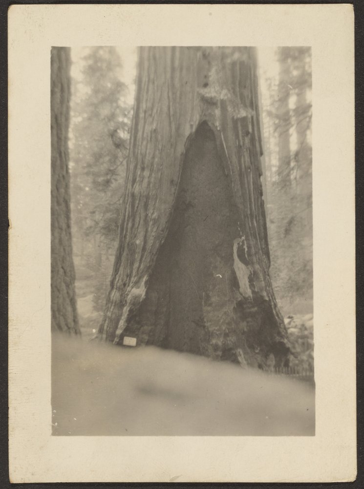 [Massiver Baum] von Louis Fleckenstein: Kunstdruck kaufen