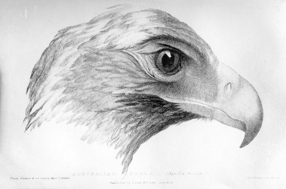 Australischer Adler, Illustration aus 'Three Expeditions in the ...