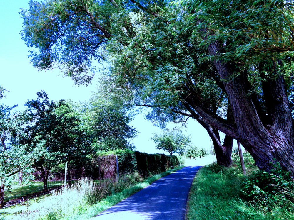 Abendspaziergang im Sommer von Martina Konitzky: Kunstdruck