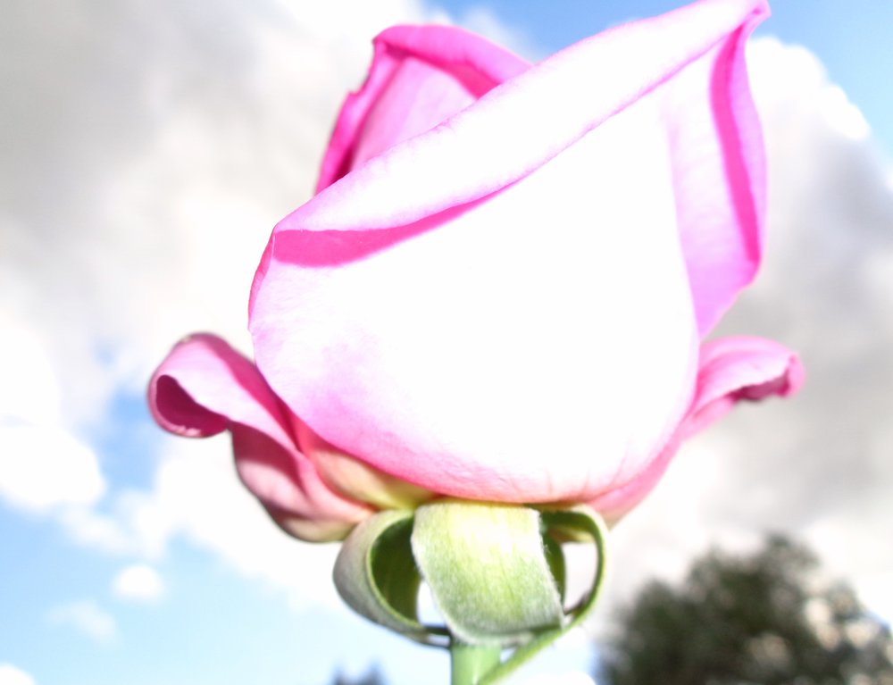 Engelsturz von Martina Konitzky: hochwertiger Kunstdruck