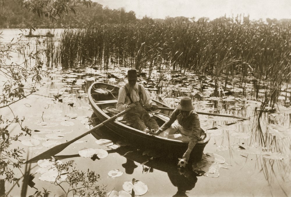 Wasserlilien sammeln, 1886