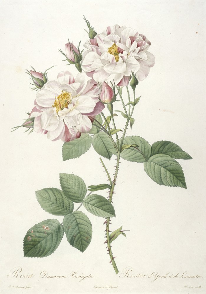 Rosa damascene variegata, Rosier d'Yorck et de Lancastre, aus La ...