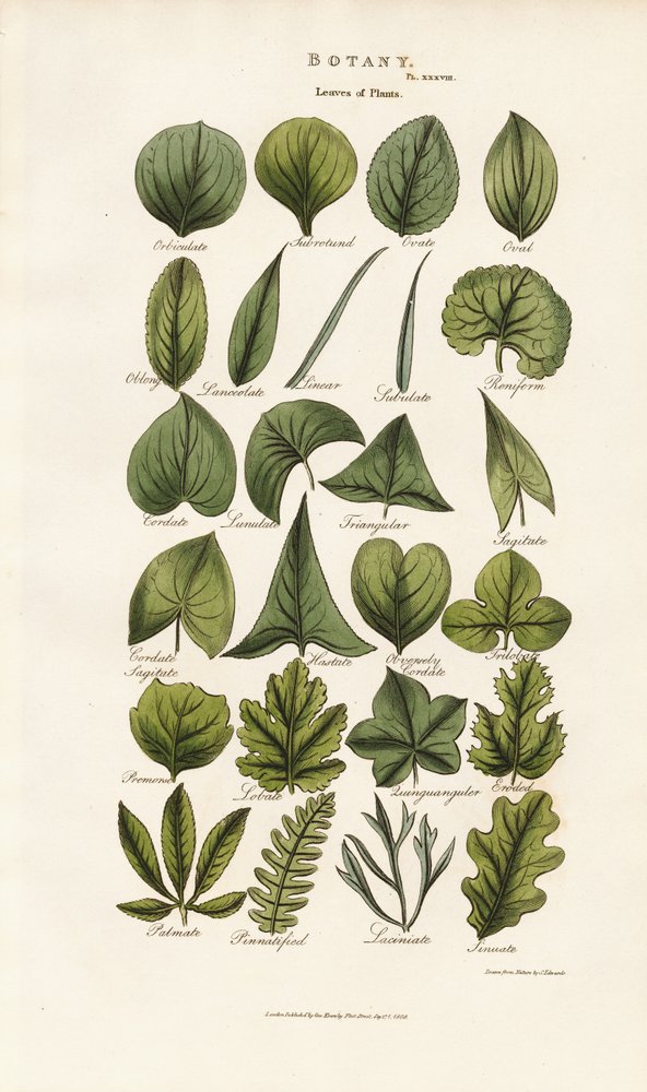 Blattformen in der botanischen Morphologie