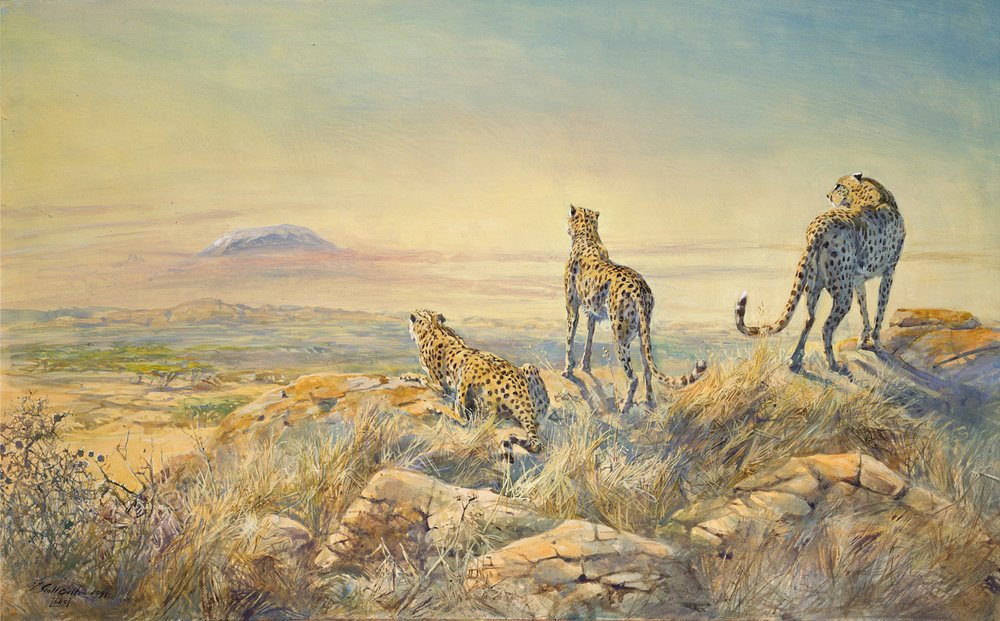 Gepard mit Kilimandscharo im Hintergrund, 1991