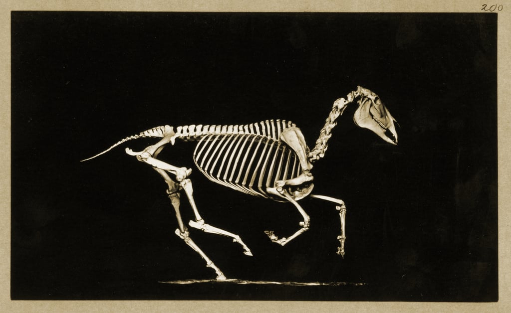 Skelett eines laufenden Pferdes von Eadweard Muybridge