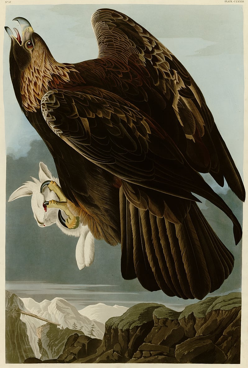 Tafel 181 von Birds of America von John James Audubon m... (#542720)