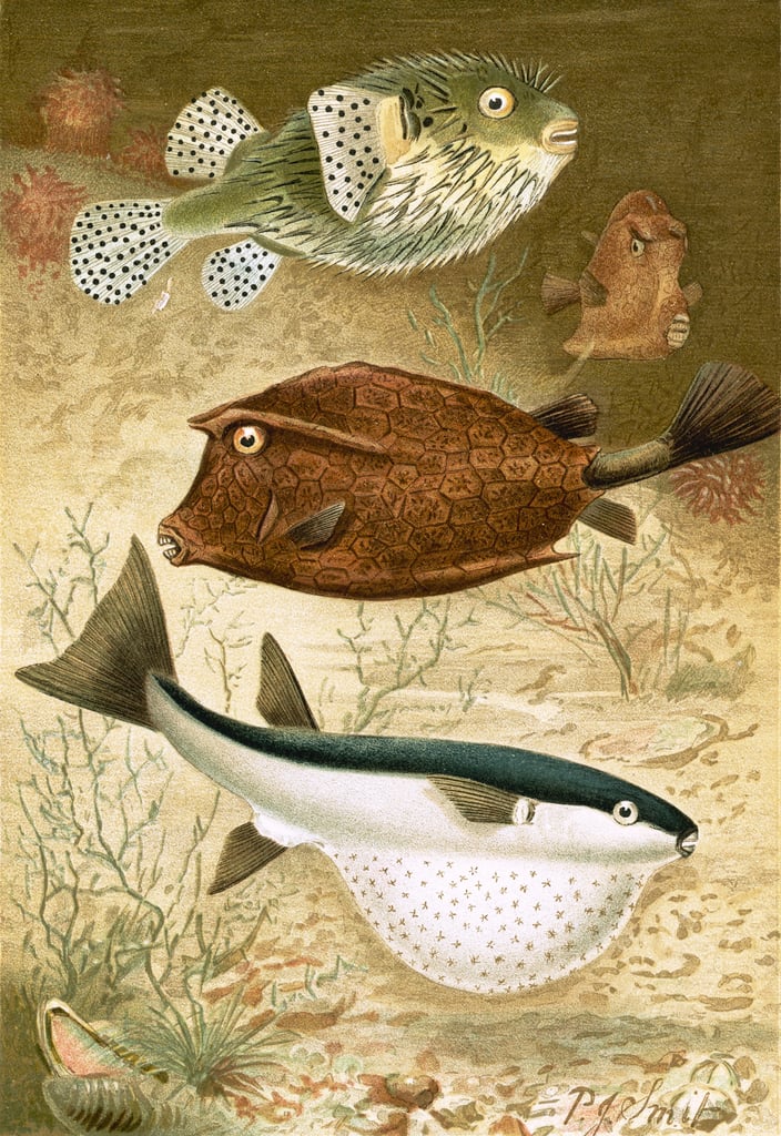 Globus Fisch und Koffer Fisch von Joseph Smit: Kunstdruck