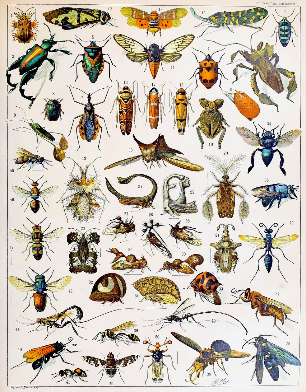 Illustration von Insekten von Adolphe Philippe Millot