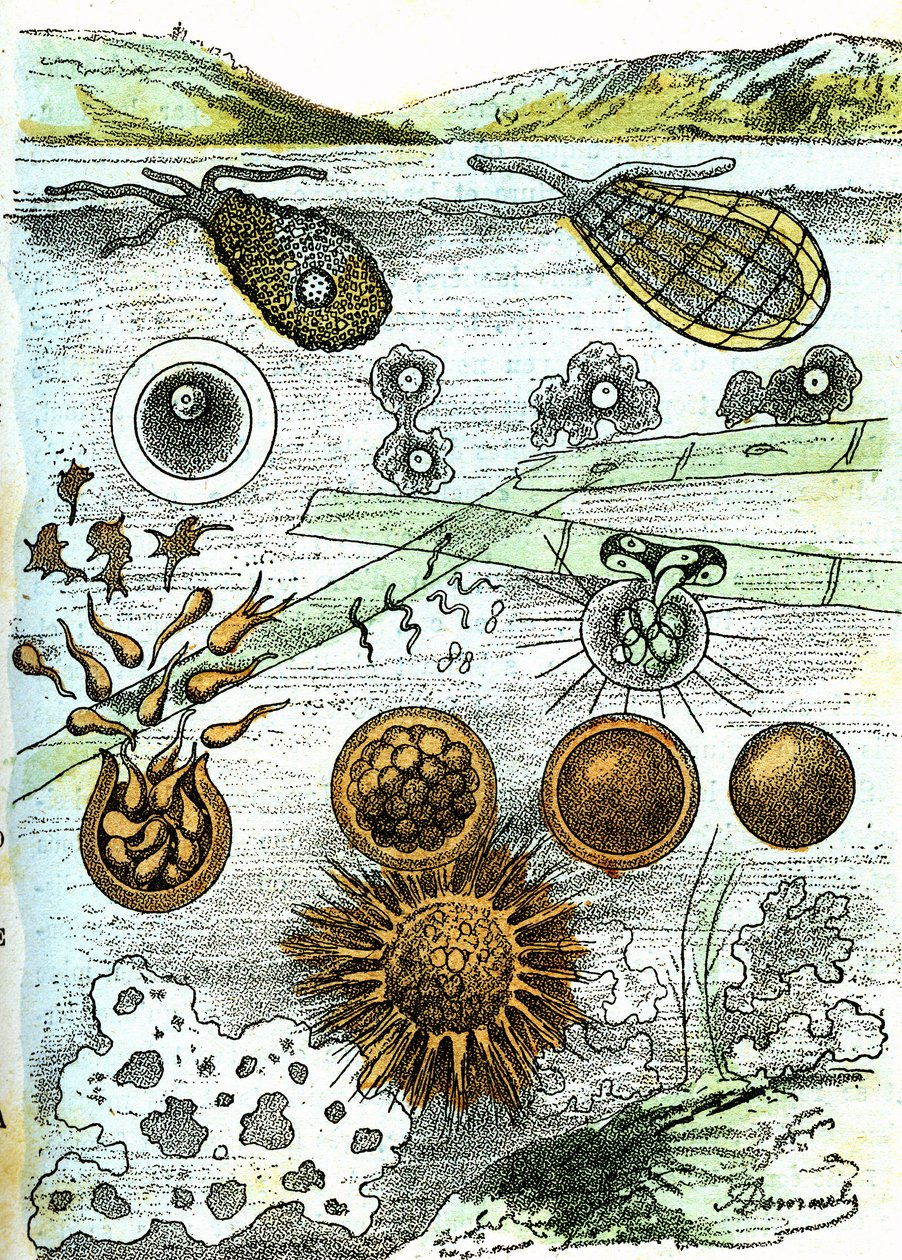 Anton Van Leeuwenhoek Bakterien The Cell. More Information. A. V.