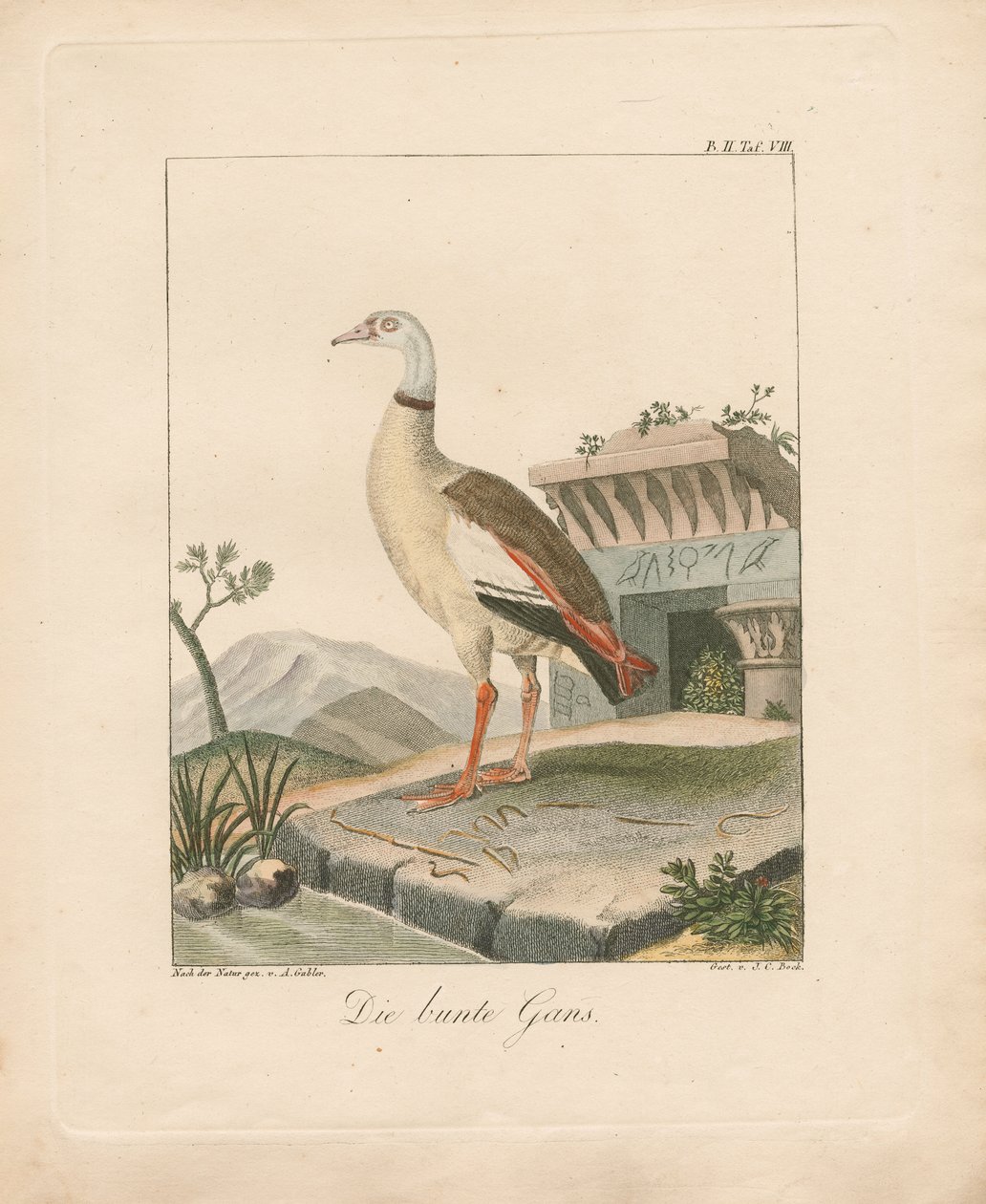 Nilgans von Ambrosius Gabler: hochwertiger Kunstdruck