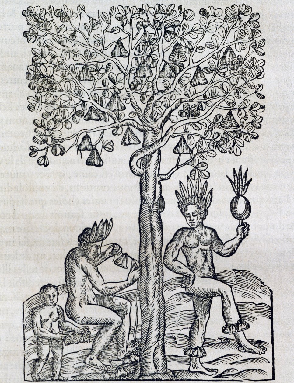 Nana-Frucht, tropische Heilpflanze, Gravur aus Universal Cosmology, von ...