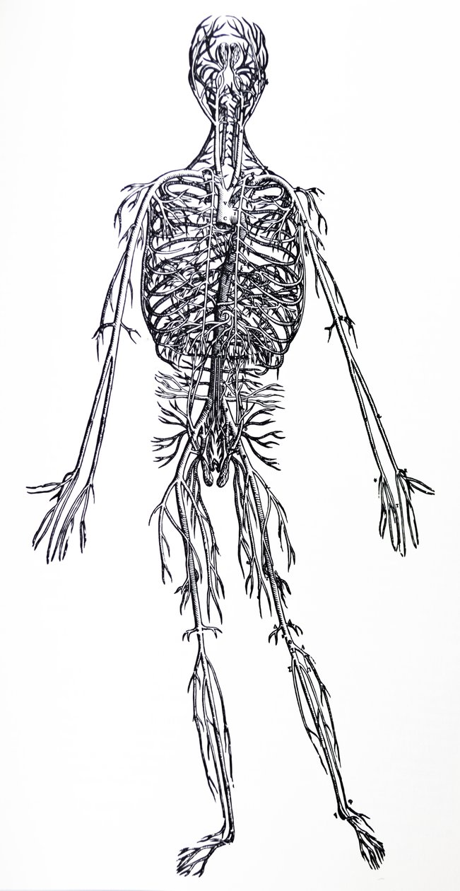Die Tafeln aus dem dritten Buch der De Humani Corporis Fabrica