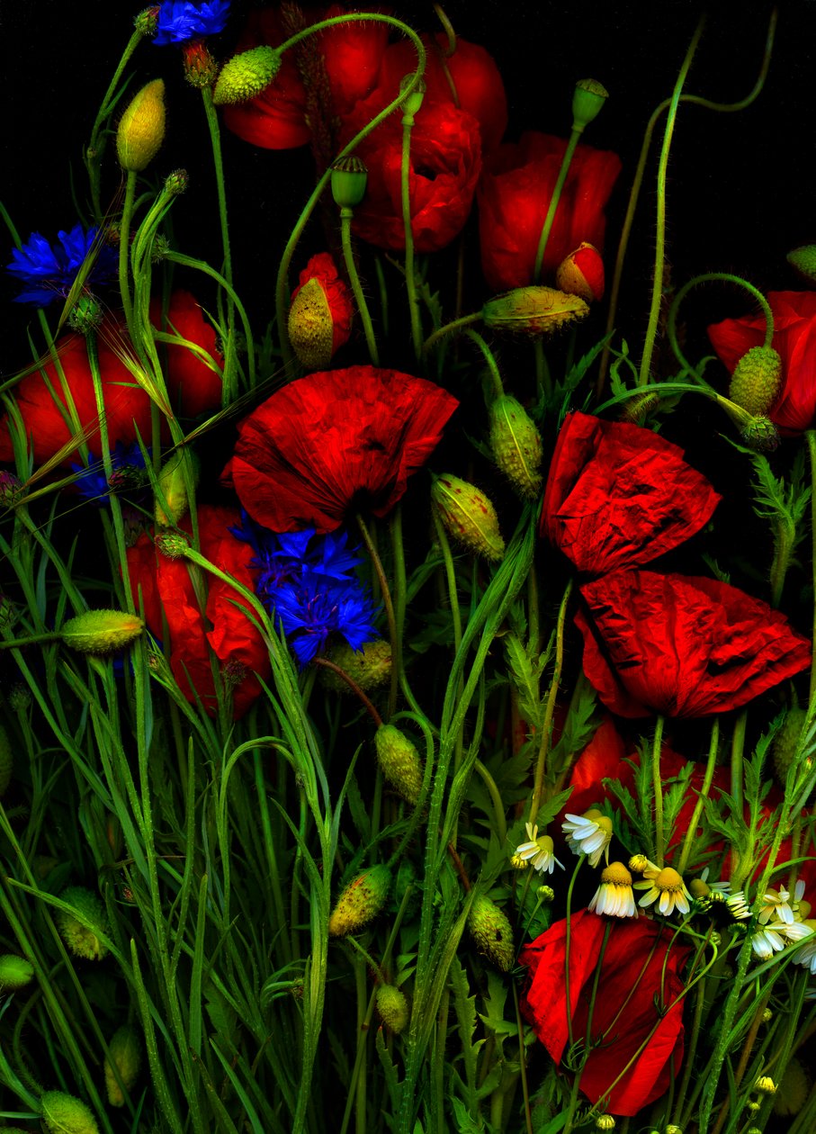 Artfloral Mohn 1 von Antonius Antonius: Kunstdruck kaufen