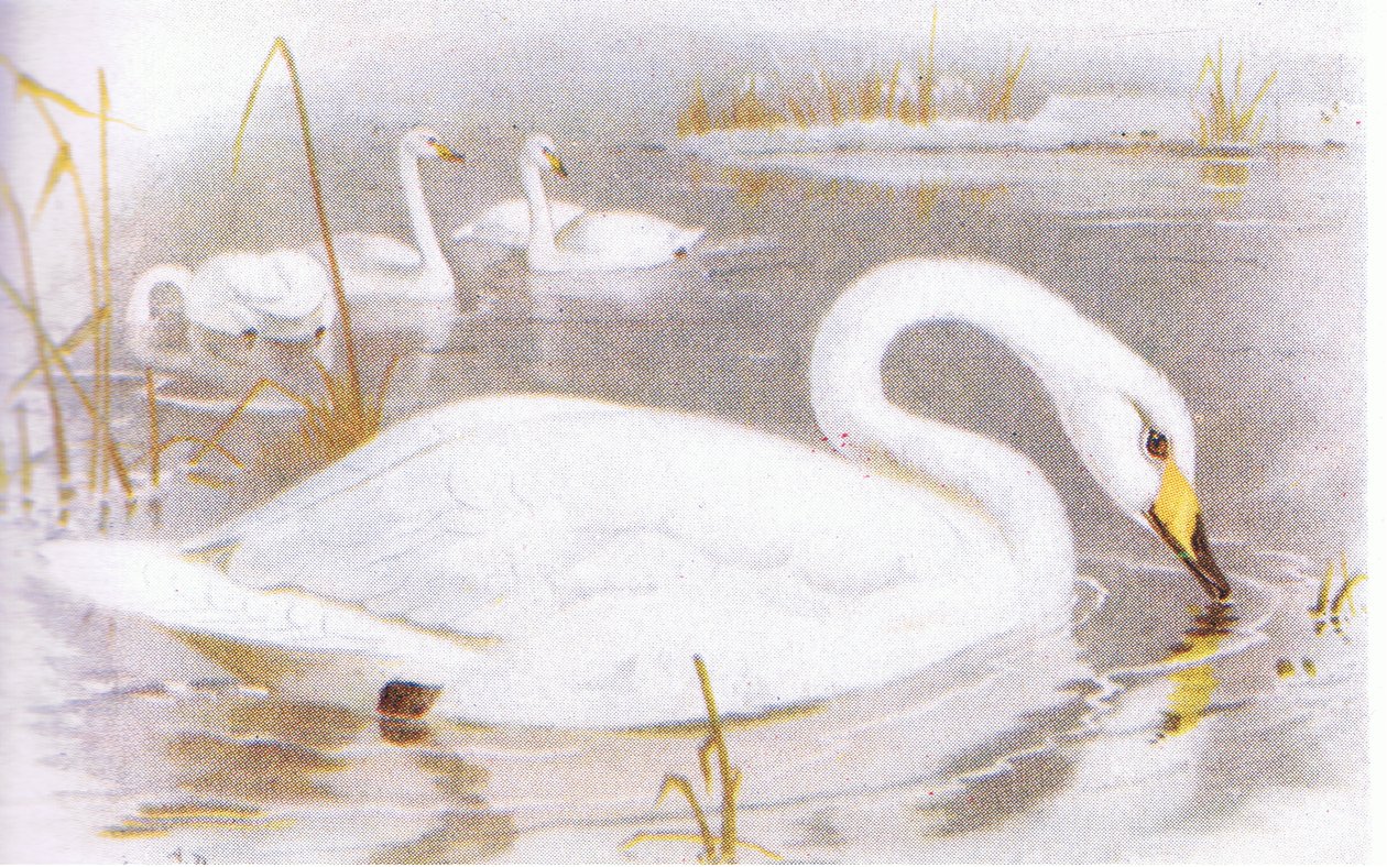Singschwan von Archibald Thorburn: hochwertiger Kunstdruck