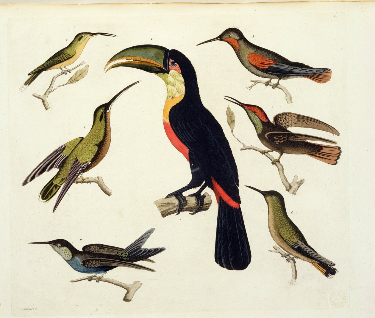 Einheimische Vögel, darunter der Tukan (Mitte), Amazonas, Brasilien ...