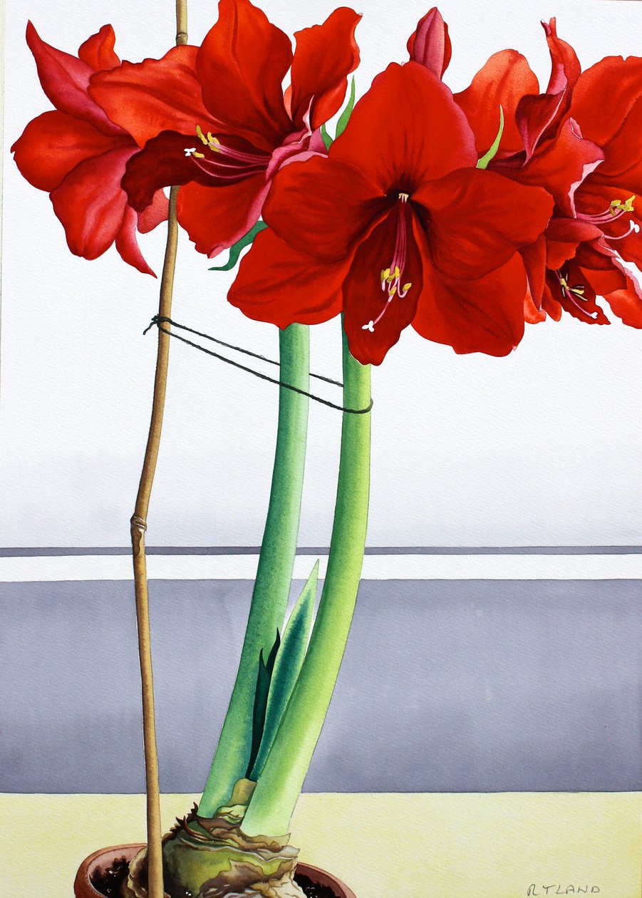 Rote Amaryllis 2 von Christopher Ryland: Kunstdruck kaufen