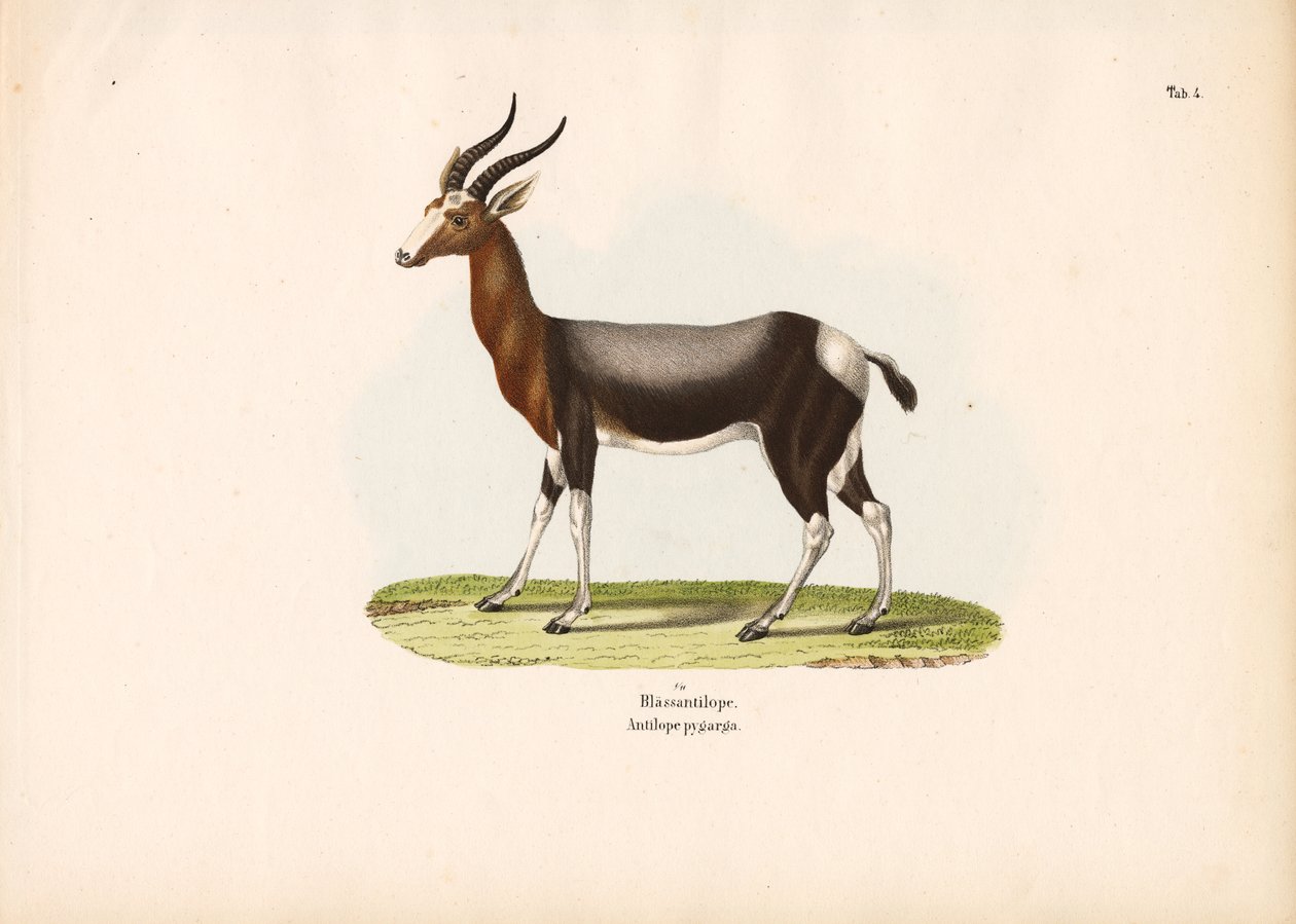 Bontebok von Conrad Kull: Hochwertigste Kunstreproduktion