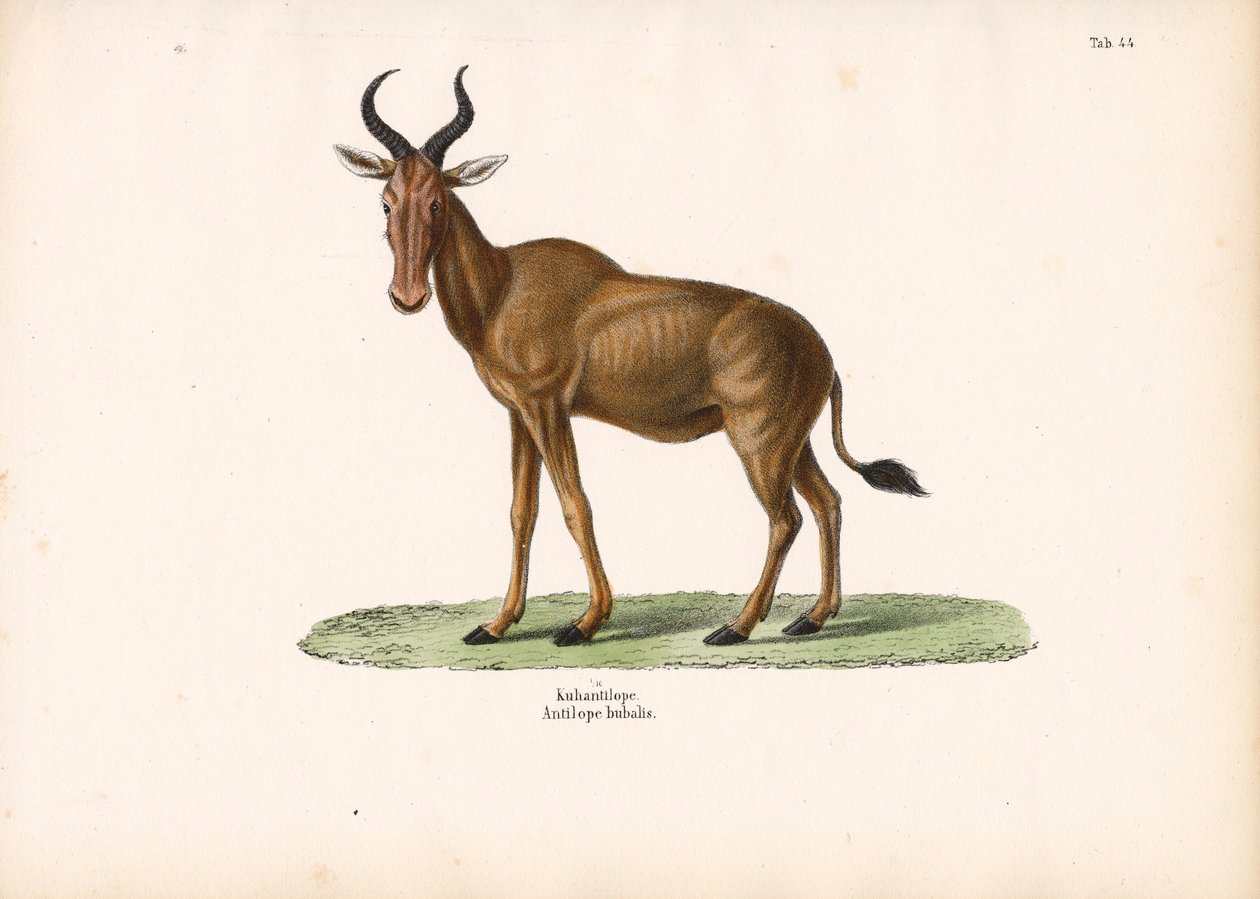 Hartebeest von Conrad Kull: Kunstdruck in Museumsqualität