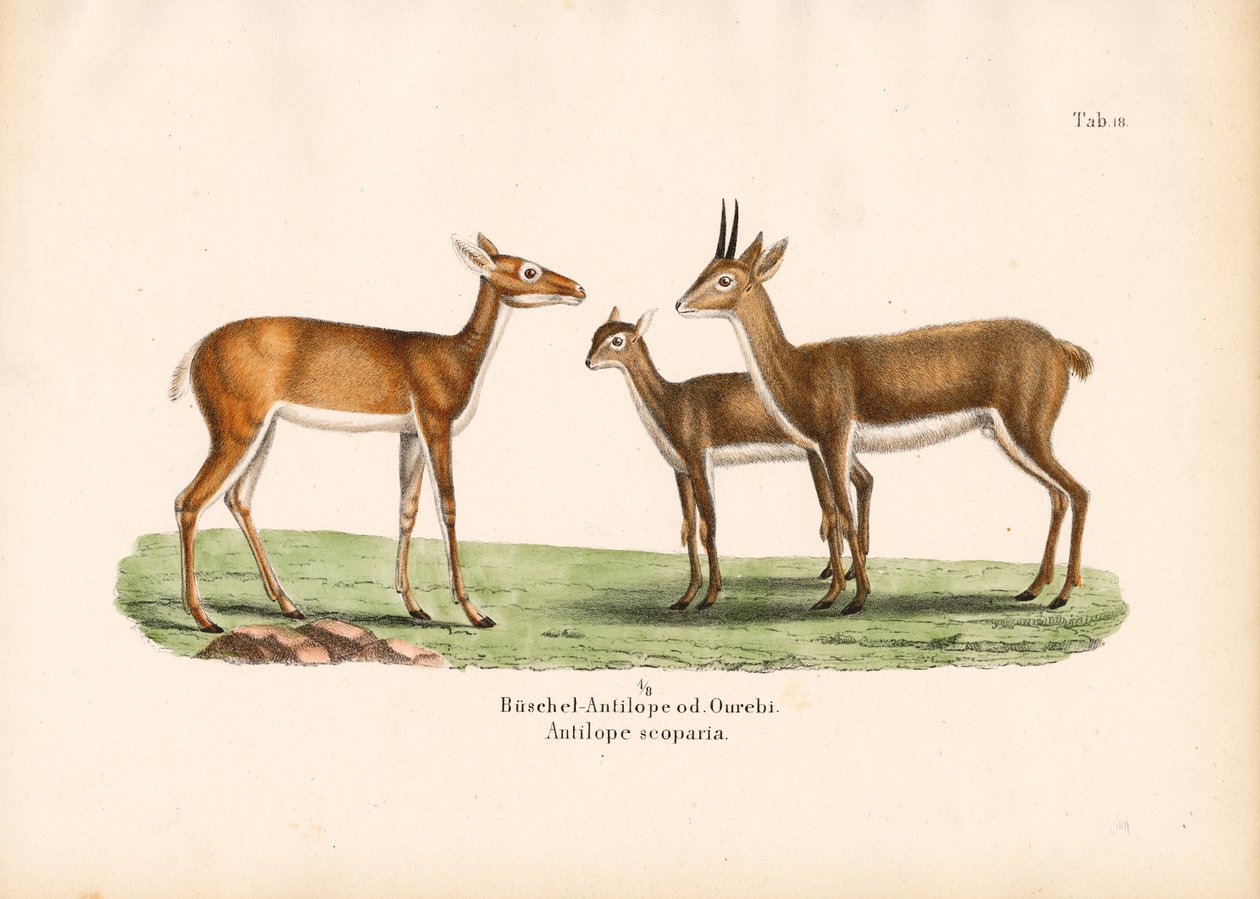 Oribi-Antilopen in Familie von Conrad Kull: Kunstdruck
