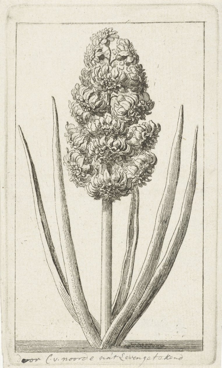 Hyazinthe von Cornelis van Noorde: hochwertiger Kunstdruck