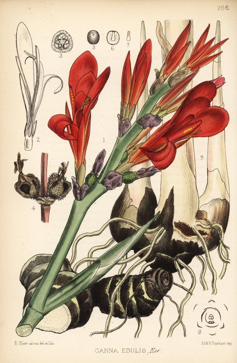 Indisches Rohr, Achira oder Meeru, Canna indica (Canna edulis ...