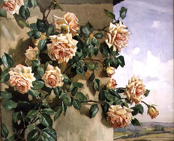 Rosen an einer Wand von Edwin Byatt: Kunstdruck kaufen