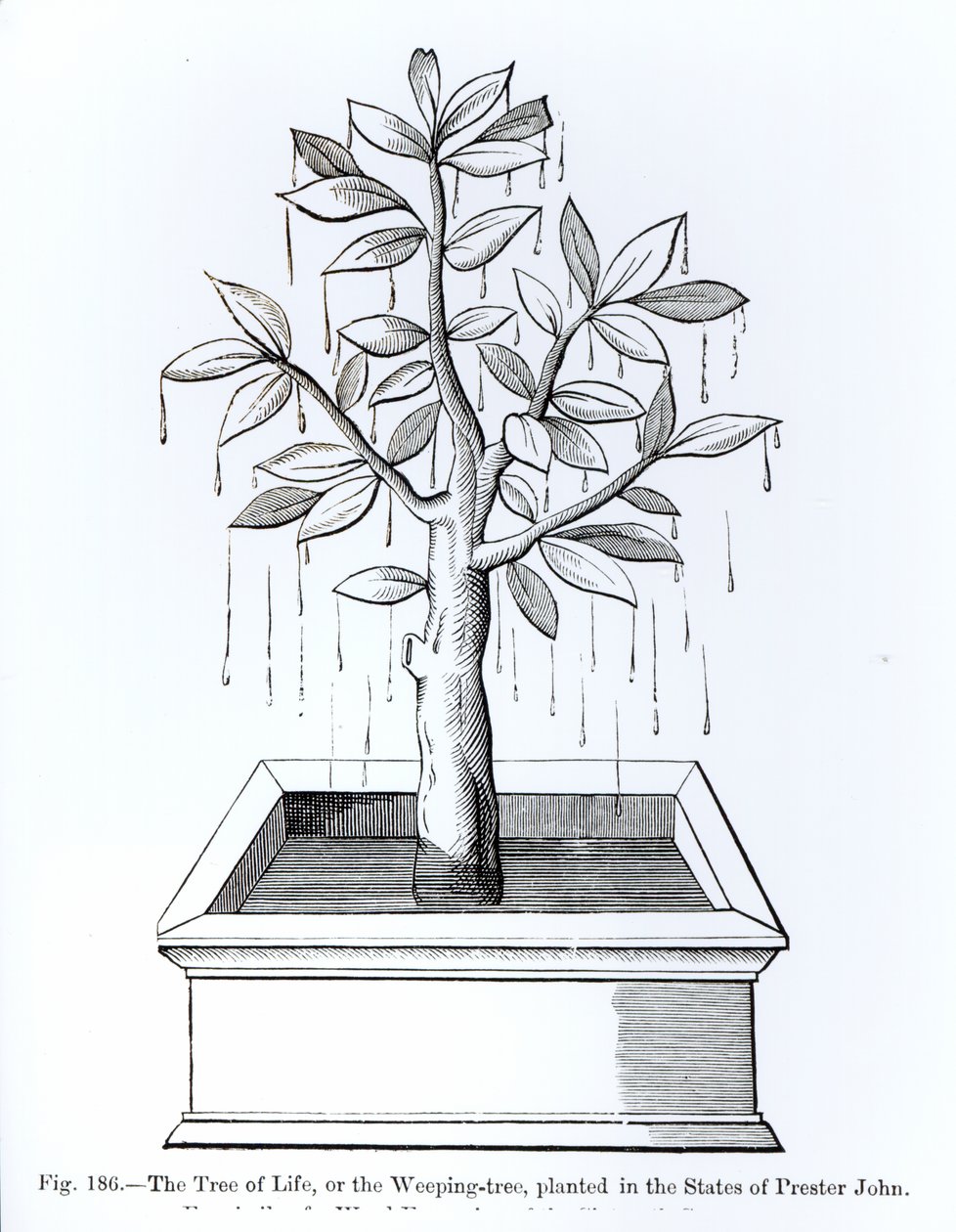 Der Baum des Lebens oder der Weidenbaum, gepflanzt in den Staaten von ...