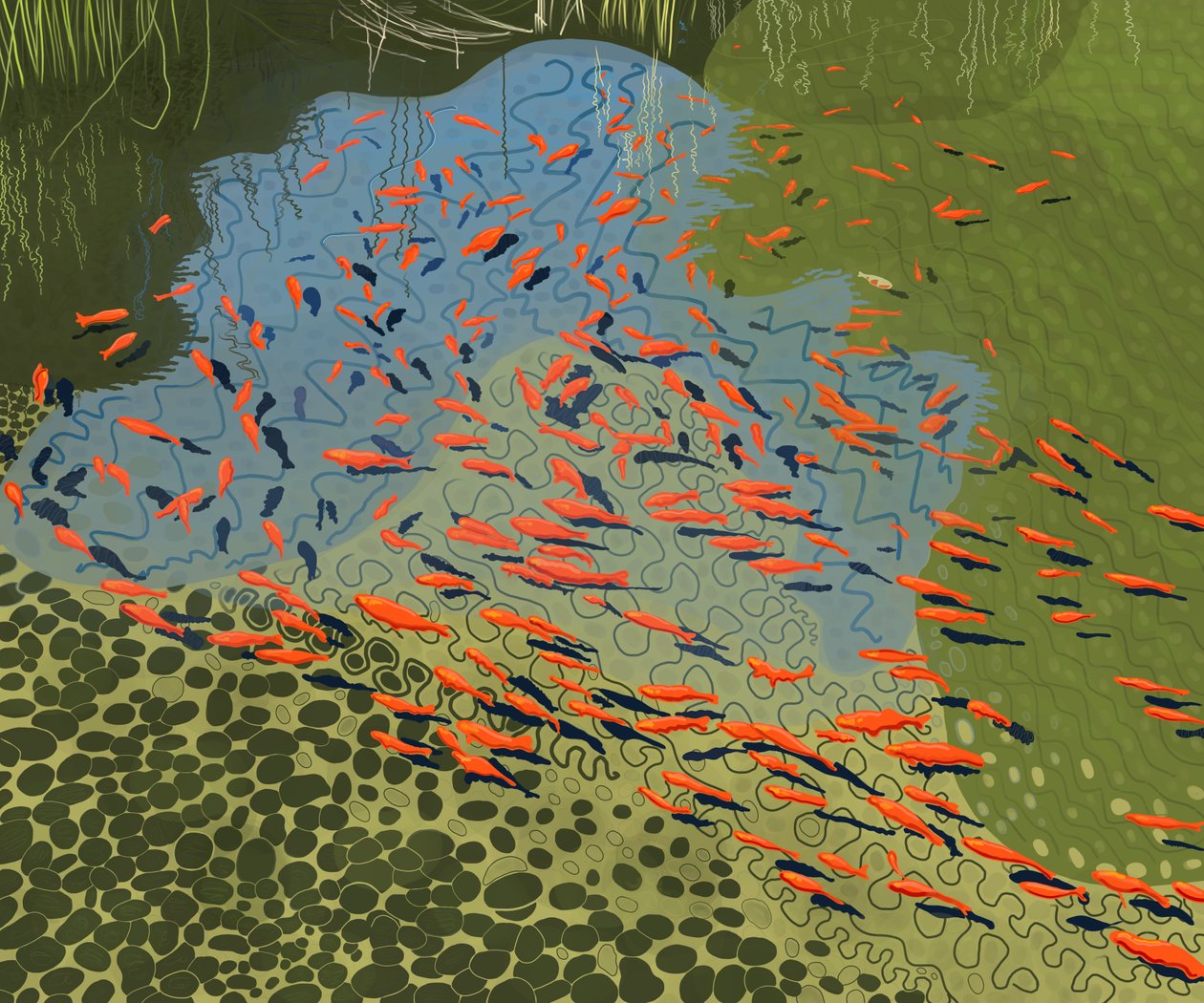 Koi-Teich im botanischen Garten von Evan Sklar: Kunstdruck