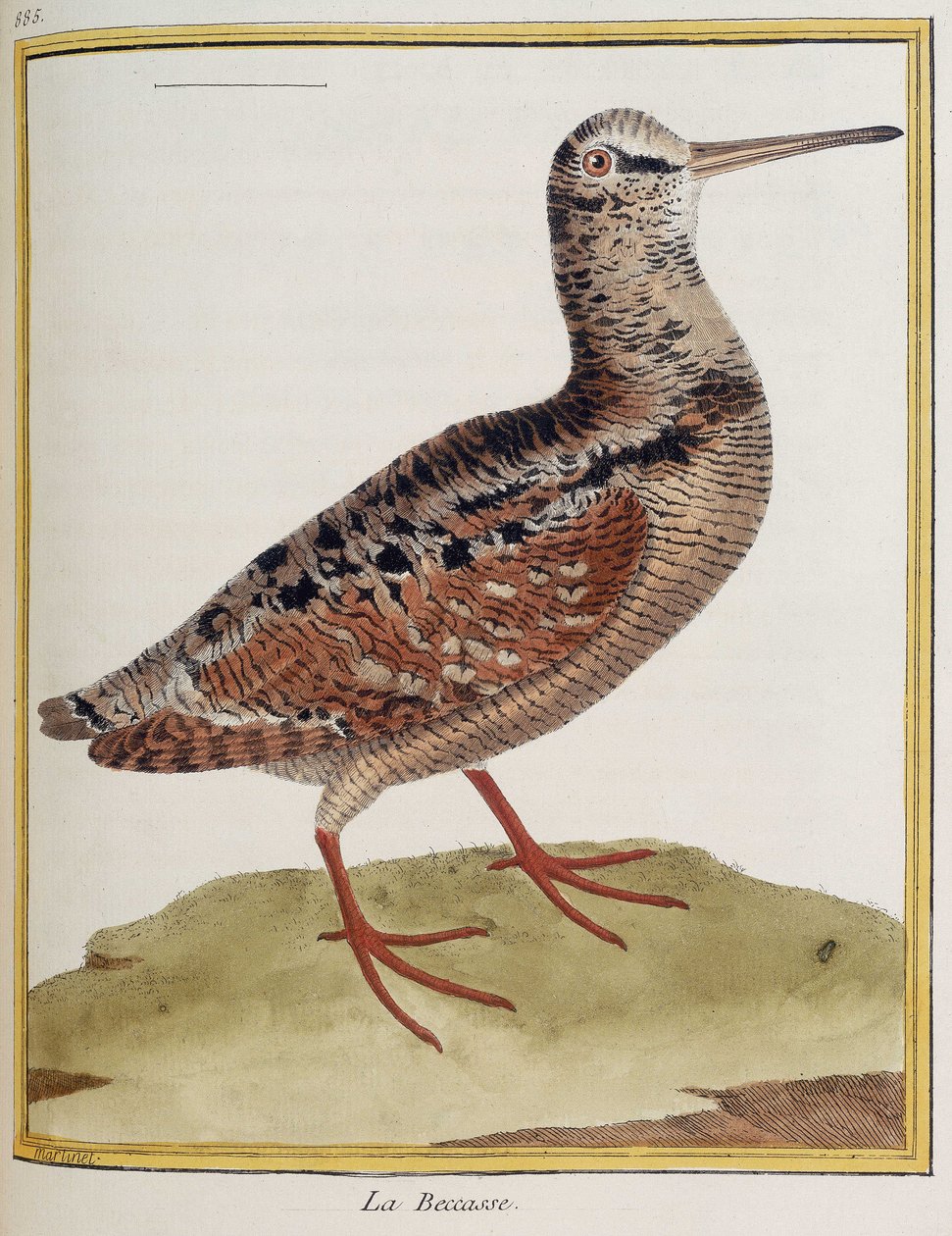 "La becasse", Tafel 885 der Zoologie aus "Histoire des oiseaux" von ...