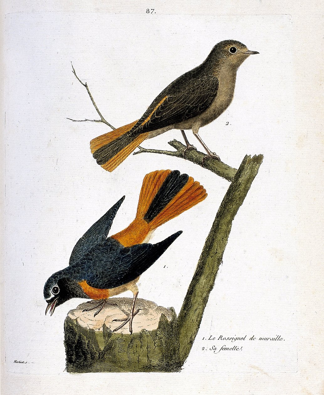 Zoologische Tafel (Ornithologie): Die Nachtigall auf einem Baumstamm ...