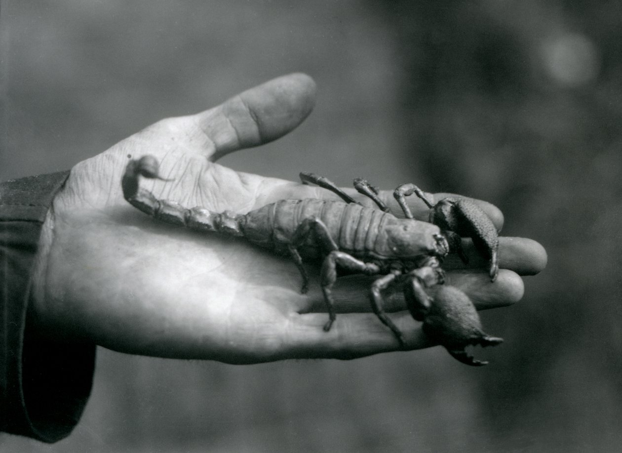 Ein Kaiserskorpion in der Hand eines Pflegers, Londoner Zoo, Oktober 1925