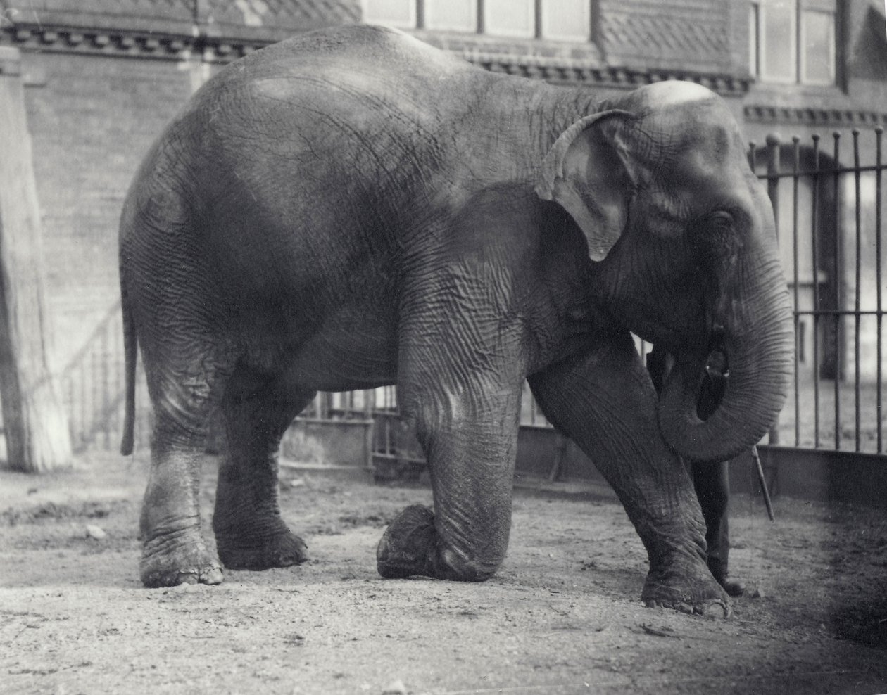Indischer Elefant, Assam Lukhi, kniend mit Wärter im Londoner Zoo, April 1914